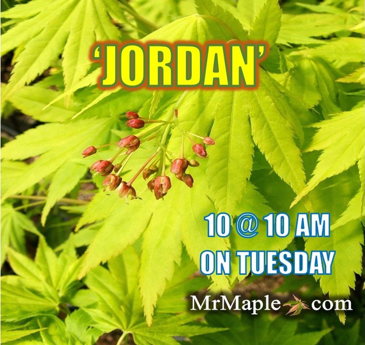 Buy Acer shirasawanum 'Jordan' Golden Full Moon Japanese Maple — Mr ...