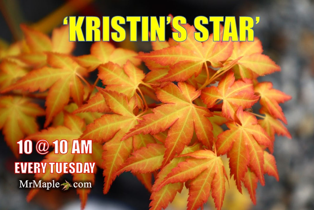Buy Acer palmatum 'Kristin's Star' Japanese Maple — Mr Maple │ Buy ...