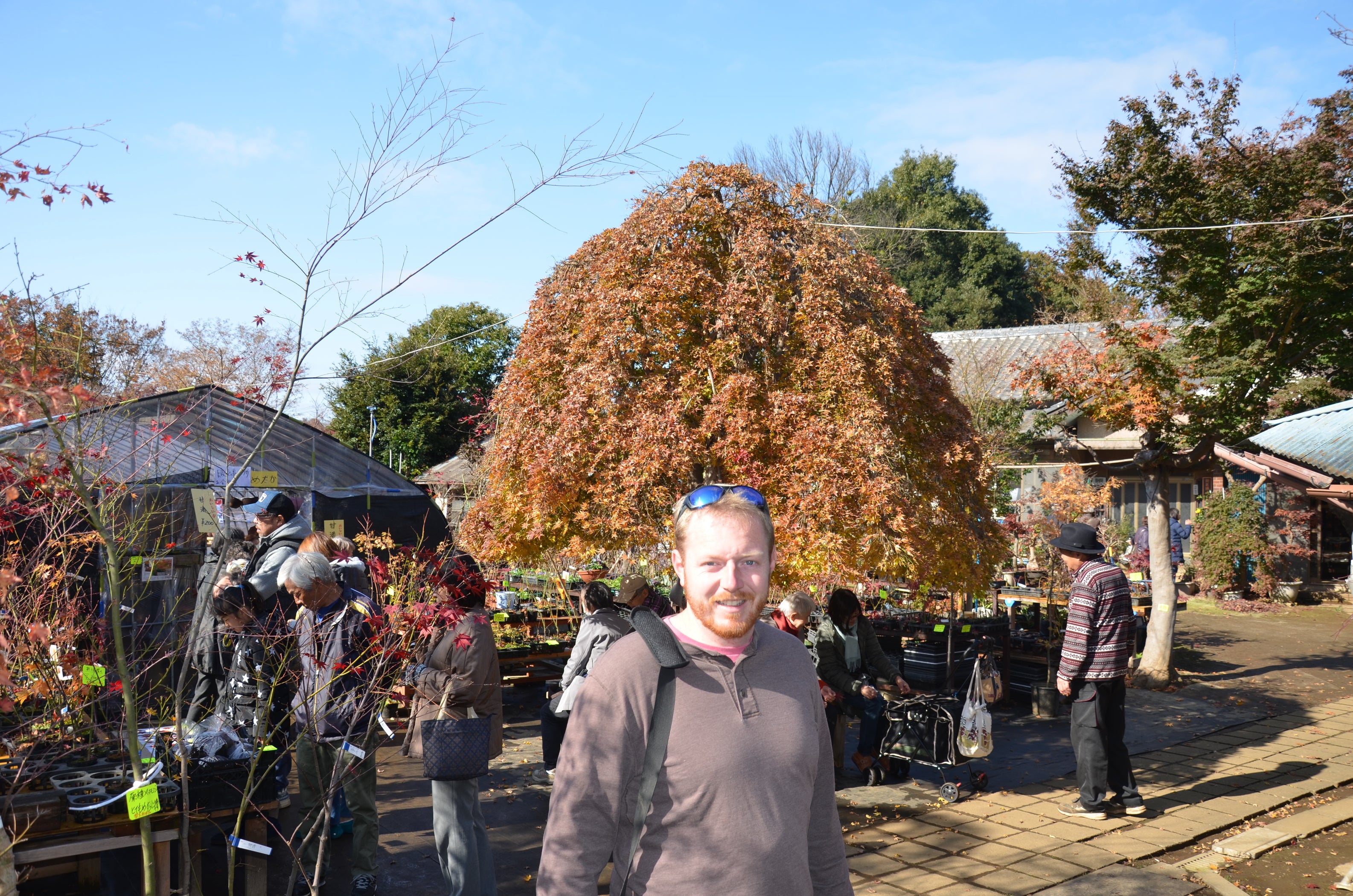 Buy Acer palmatum 'Ryusen' Japanese Maple — Mr Maple │ Buy Japanese ...