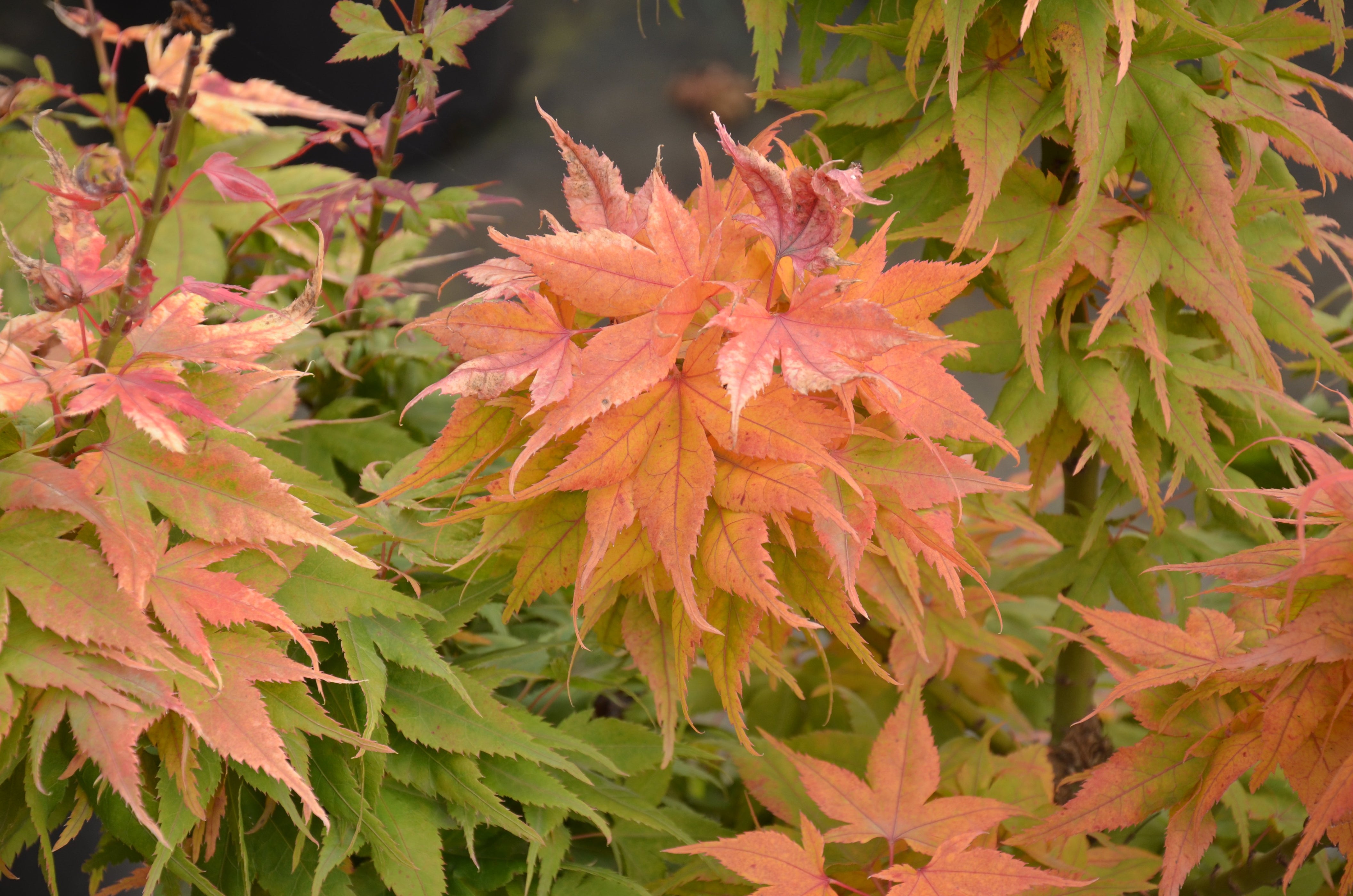 Buy Acer palmatum 'Japanese Princess' Dwarf Japanese Maple — Mr Maple ...