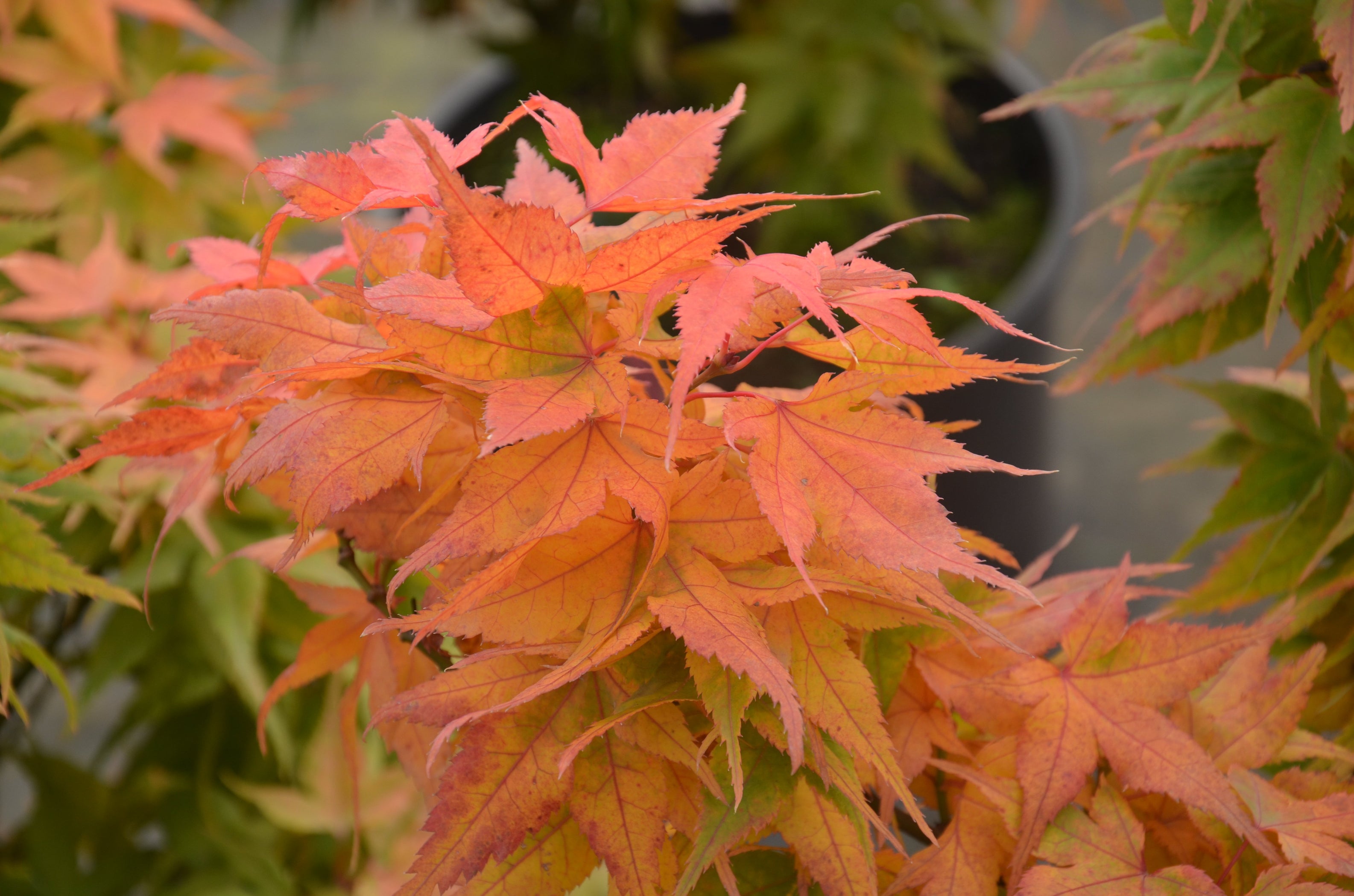 Buy Acer palmatum 'Japanese Princess' Dwarf Japanese Maple — Mr Maple ...