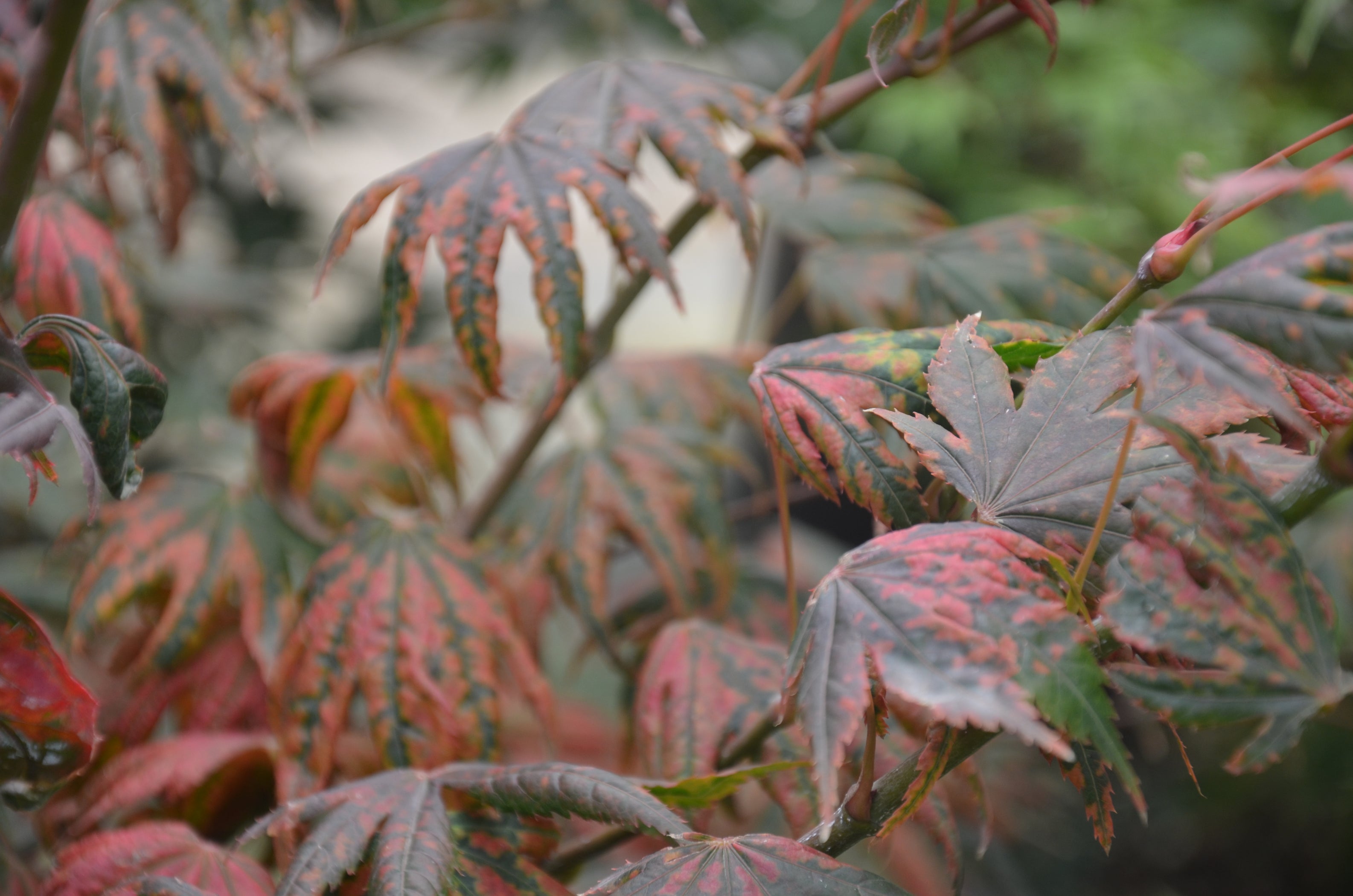 Buy Acer palmatum x 'Purple Curl' Japanese Maple — Mr Maple │ Buy ...