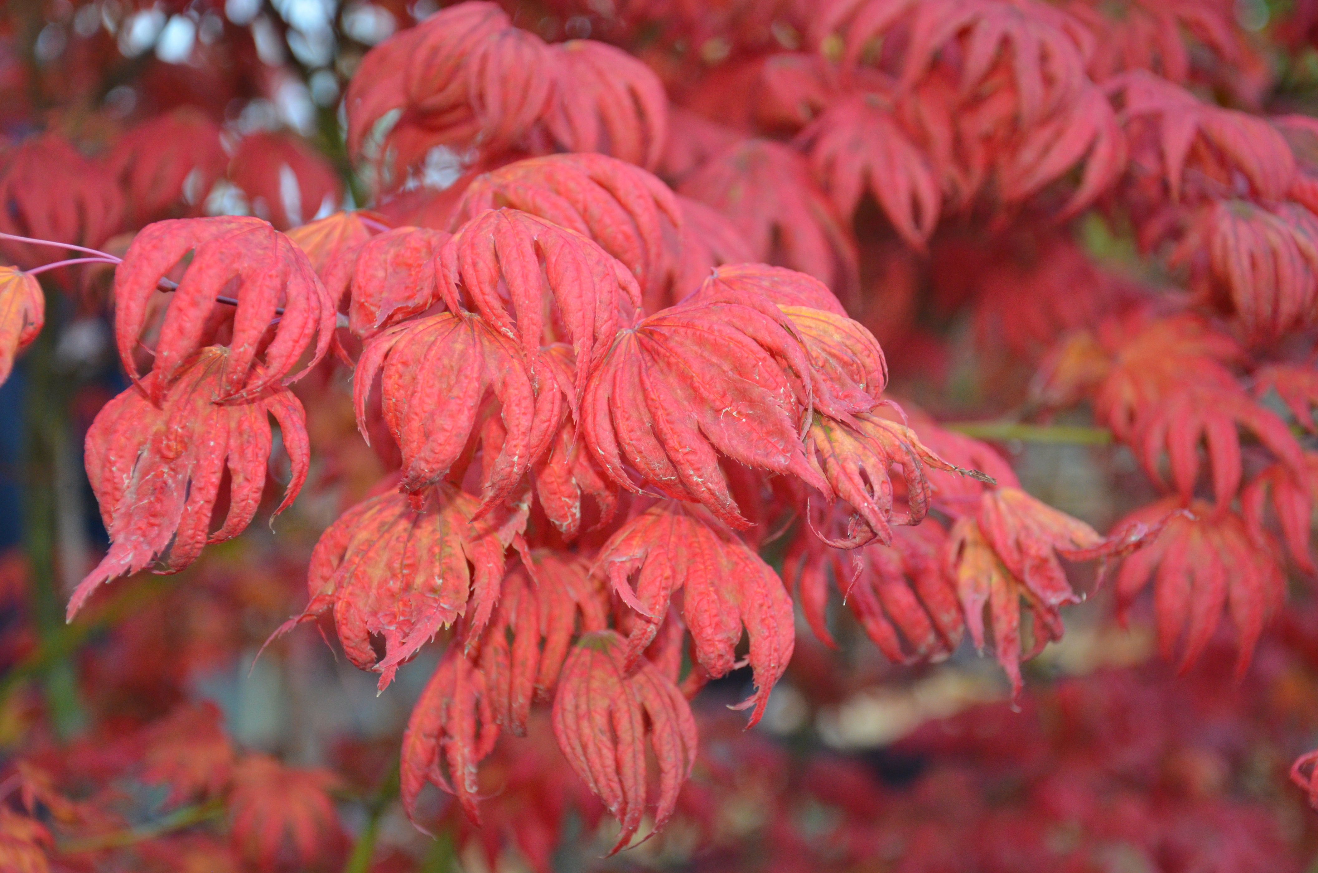Buy Acer palmatum x 'Purple Curl' Japanese Maple — Mr Maple │ Buy ...