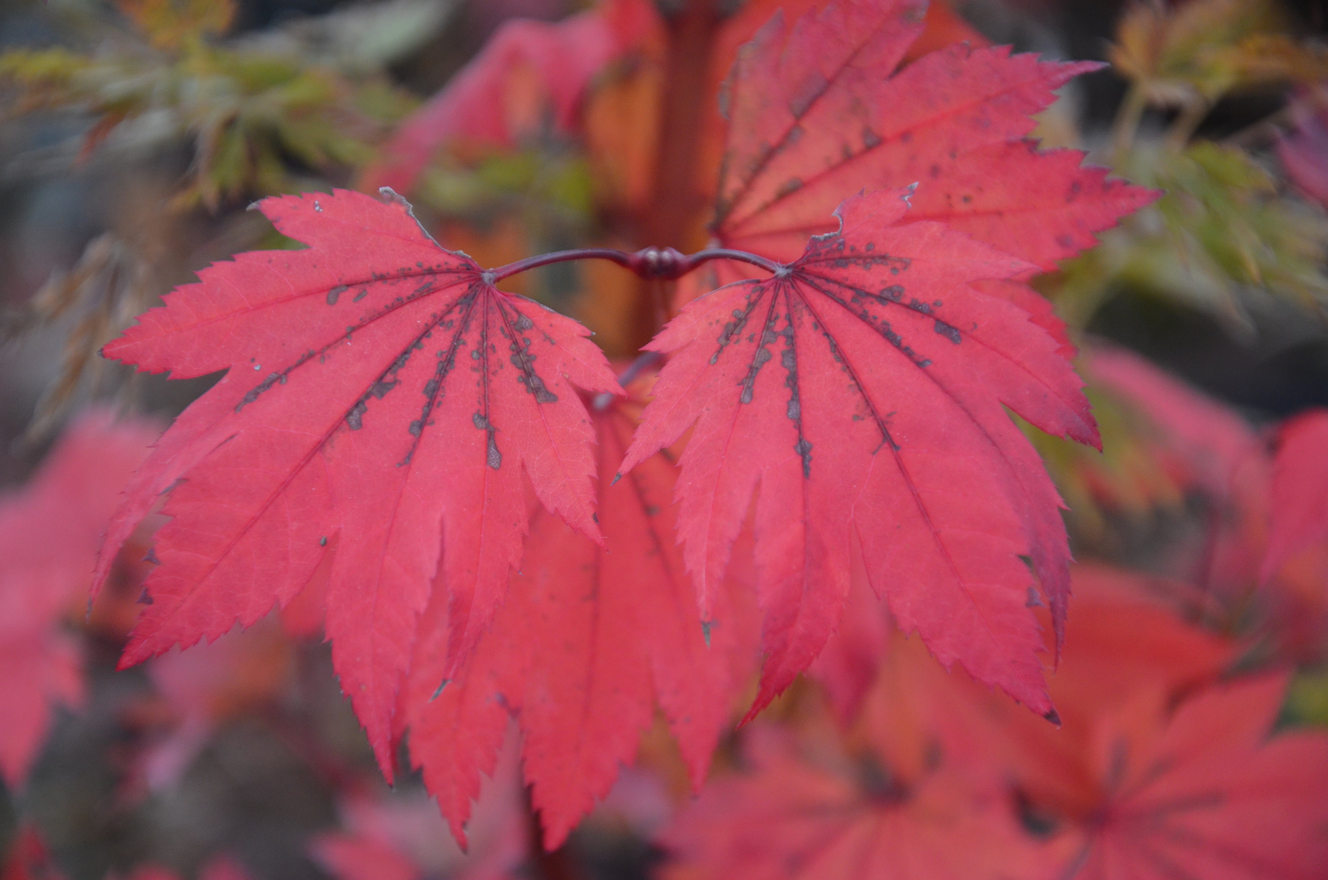 Buy Acer japonicum 'Taki no gawa' Full Moon Japanese Maple — Mr Maple ...