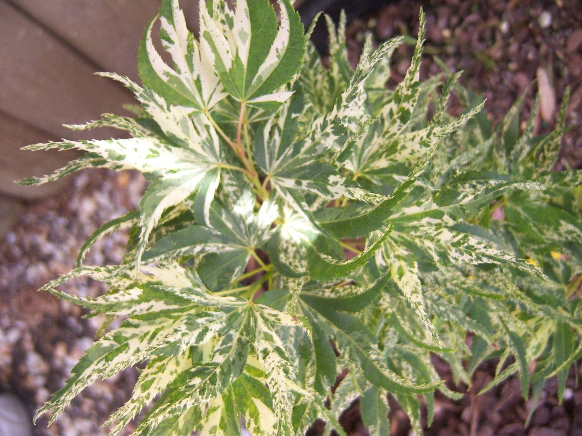Buy Acer palmatum 'Snow Kitten' Variegated Mikawa Japanese Maple — Mr ...