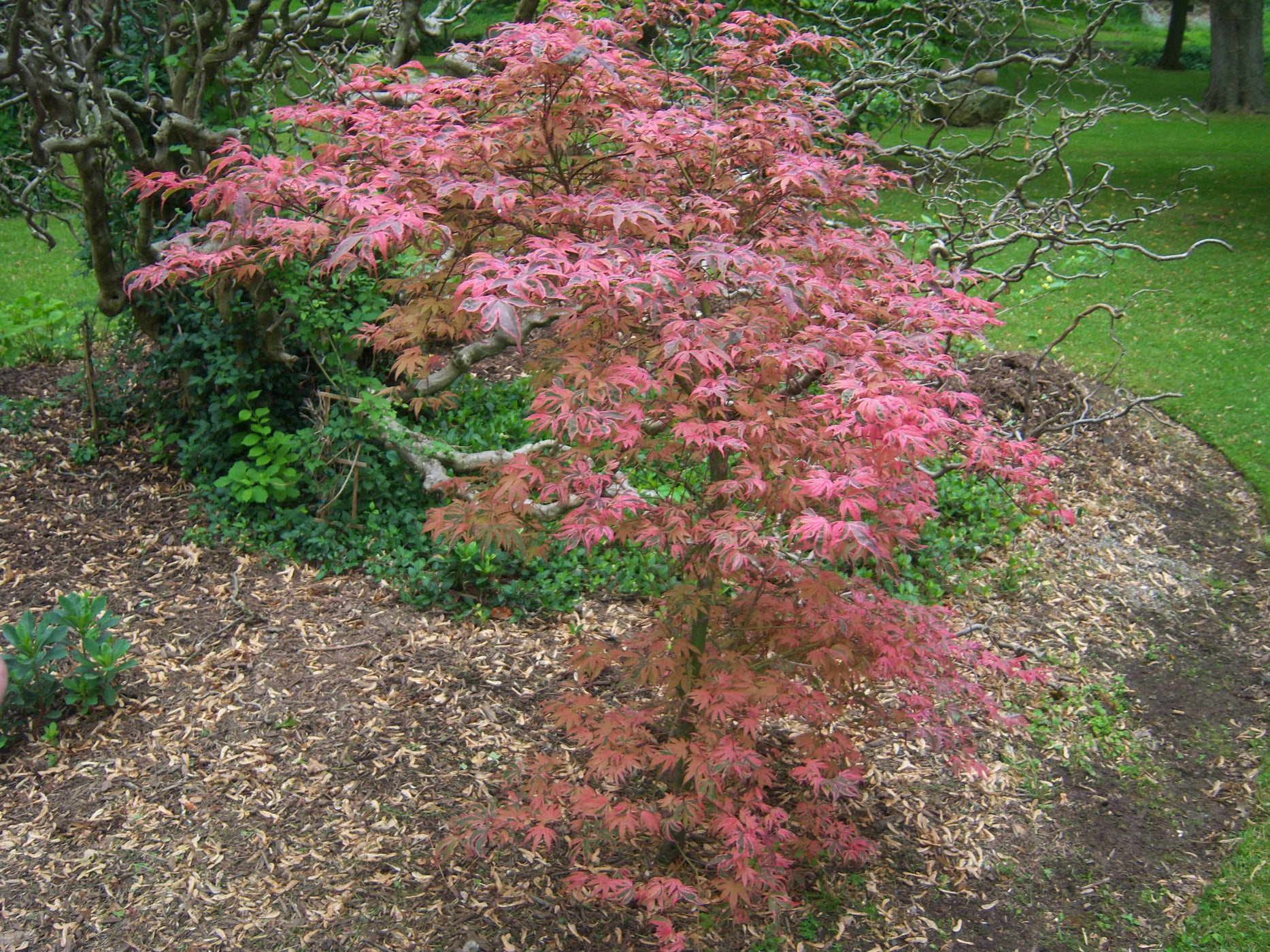 Buy Acer palmatum 'Geisha Gone Wild' Japanese Maple — Mr Maple │ Buy ...