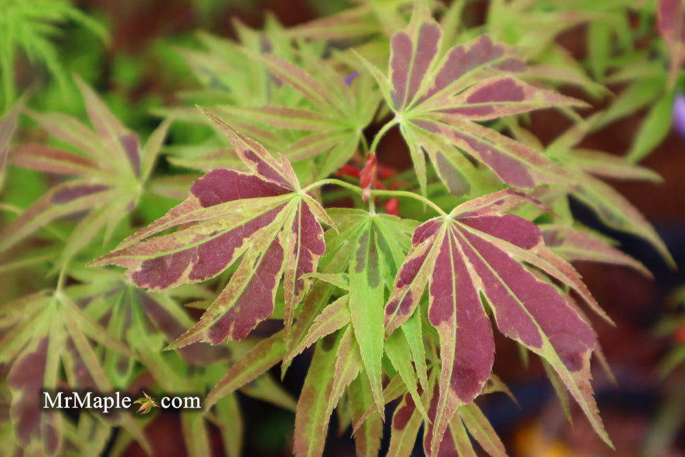 Buy Variegated Japanese Maples — Mr Maple │ Buy Japanese Maple Trees