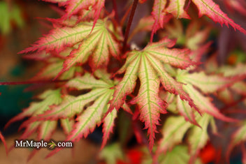 Buy Acer palmatum 'Firefly' Japanese Maple — Mr Maple │ Buy Japanese ...