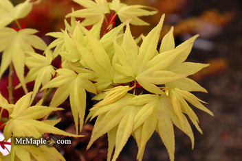 Buy Acer palmatum 'Mayday' Rare Dwarf Japanese Maple — Mr Maple │ Buy ...