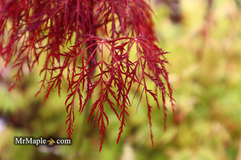 Buy Acer palmatum 'Red Filigree Lace' Dwarf Japanese Maple — Mr Maple ...