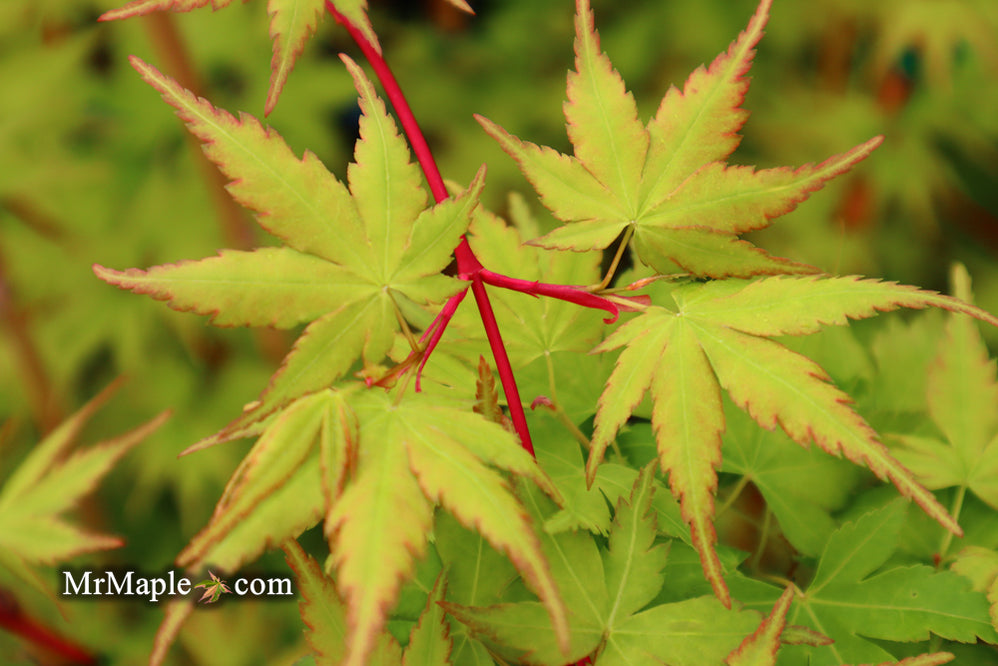 Japanese Maples For Sale — Mr Maple │ Buy Japanese Maple Trees