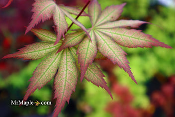 Buy Acer palmatum 'Firefly' Japanese Maple — Mr Maple │ Buy Japanese ...