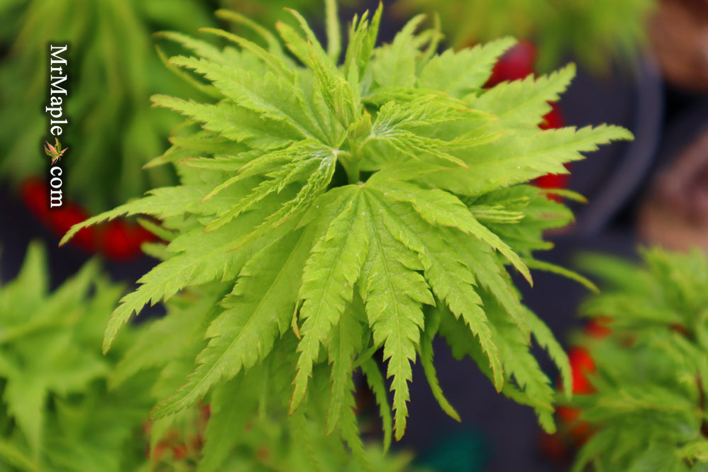 MrMaple 10 New Trees @ 10am on Tuesday — Mr Maple │ Buy Japanese Maple ...