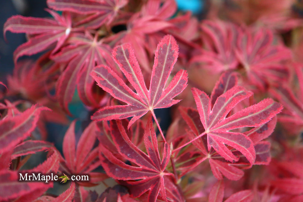 Buy Japanese Maples - MrMaple — Mr Maple │ Buy Japanese Maple Trees