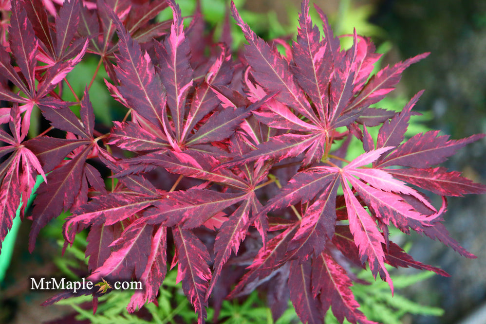 Buy Variegated Japanese Maples — Mr Maple │ Buy Japanese Maple Trees