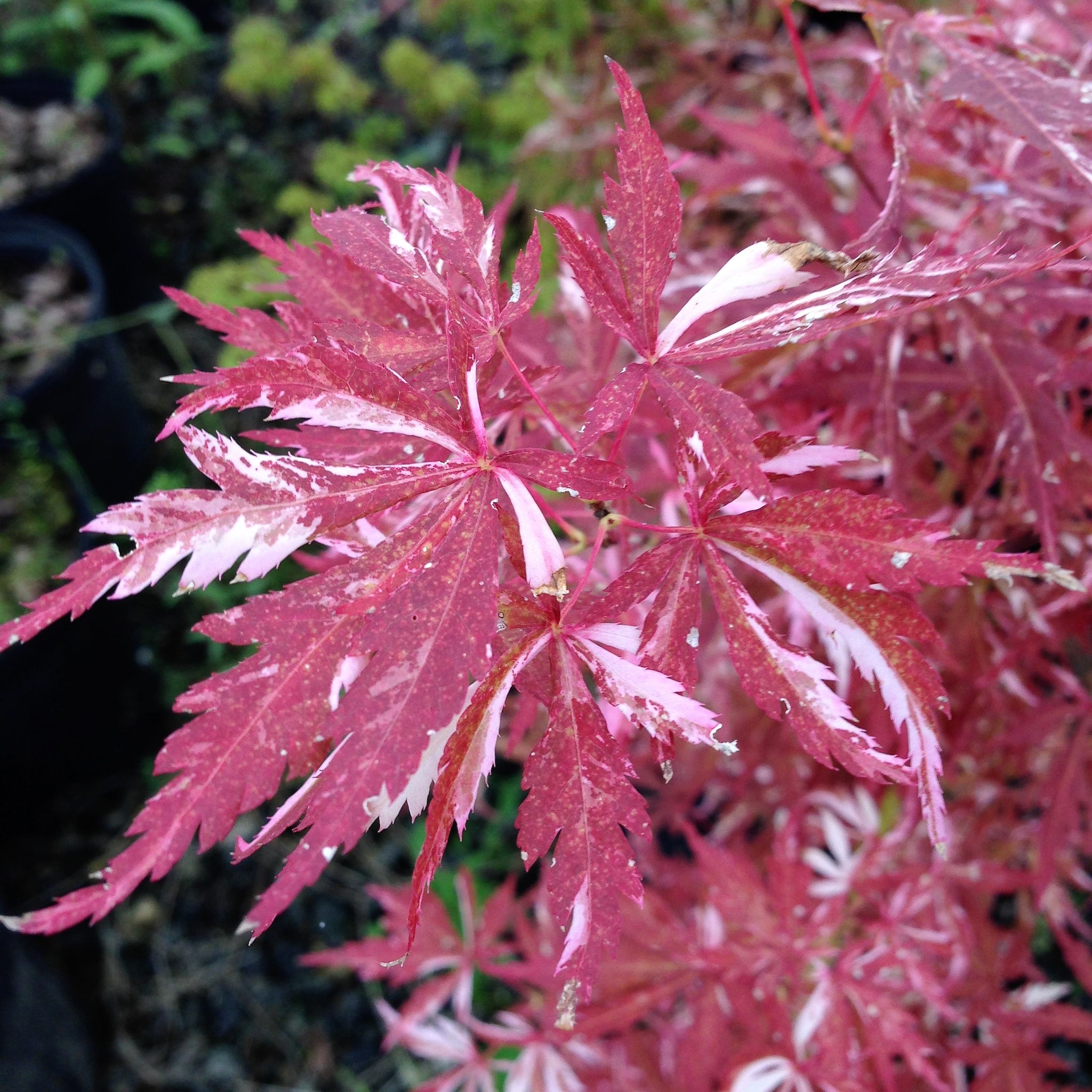Buy Japanese Maples - MrMaple — Mr Maple │ Buy Japanese Maple Trees