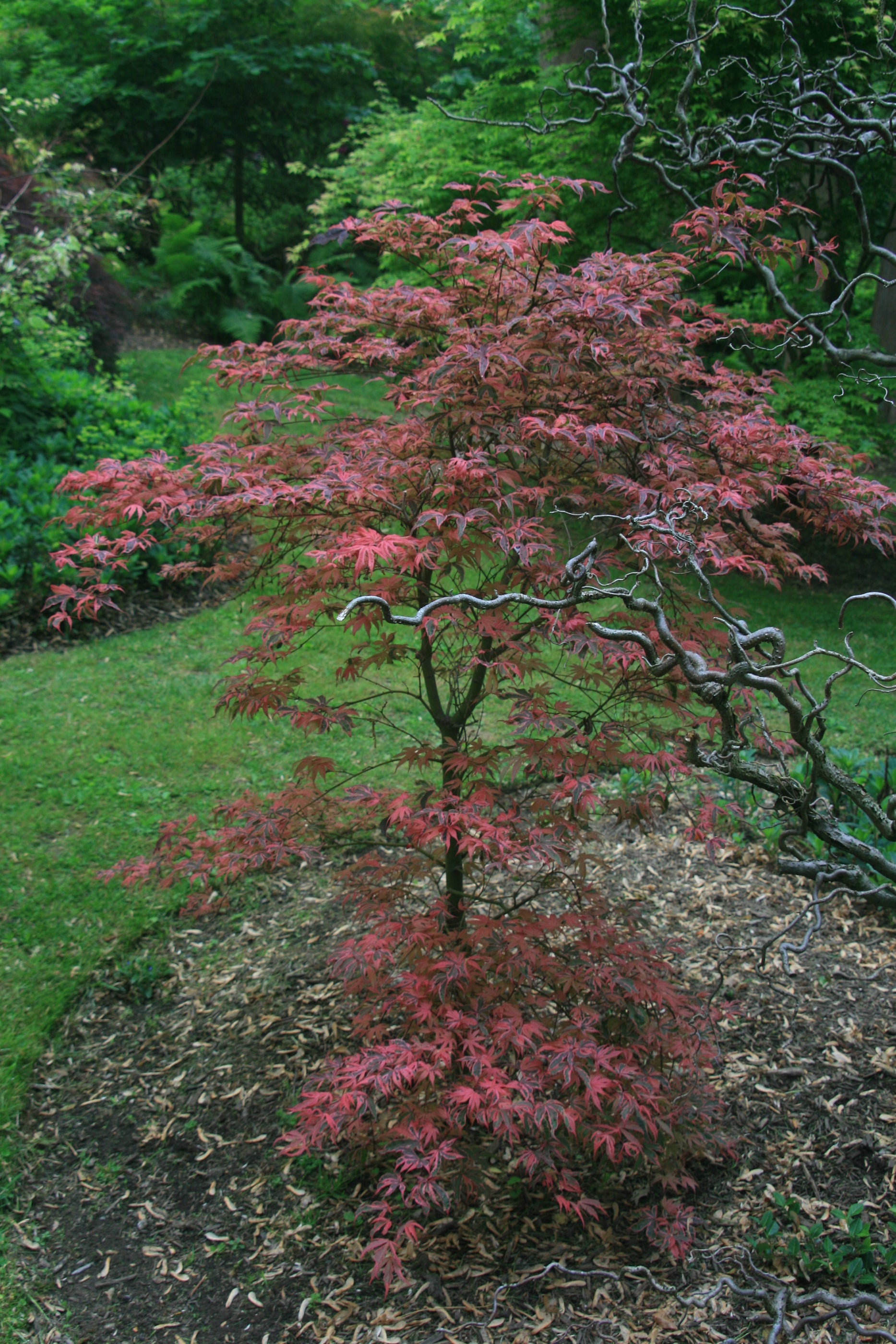 Buy Acer palmatum 'Geisha Gone Wild' Japanese Maple — Mr Maple │ Buy ...