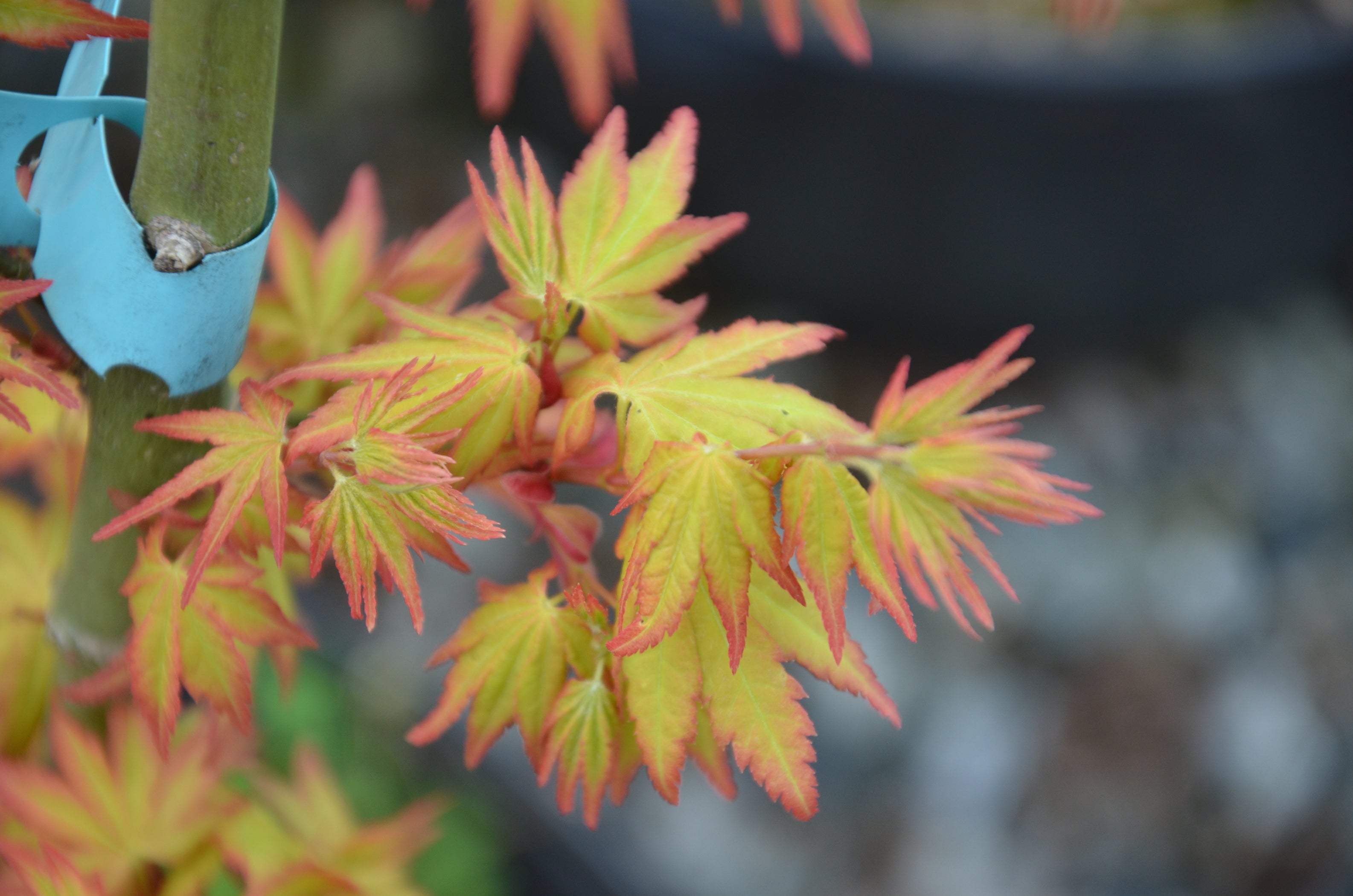 Buy Acer palmatum 'Orange Dream' Japanese Maple — Mr Maple │ Buy ...
