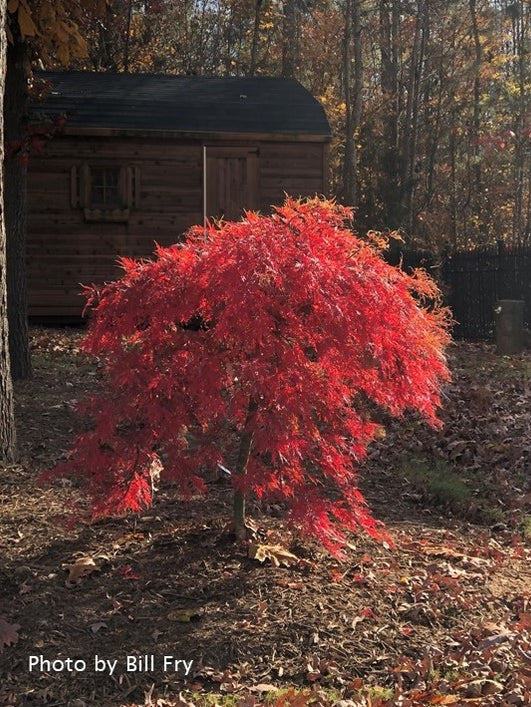 Buy Acer palmatum dissectum 'Orangeola' Japanese Maple — Mr Maple │ Buy ...