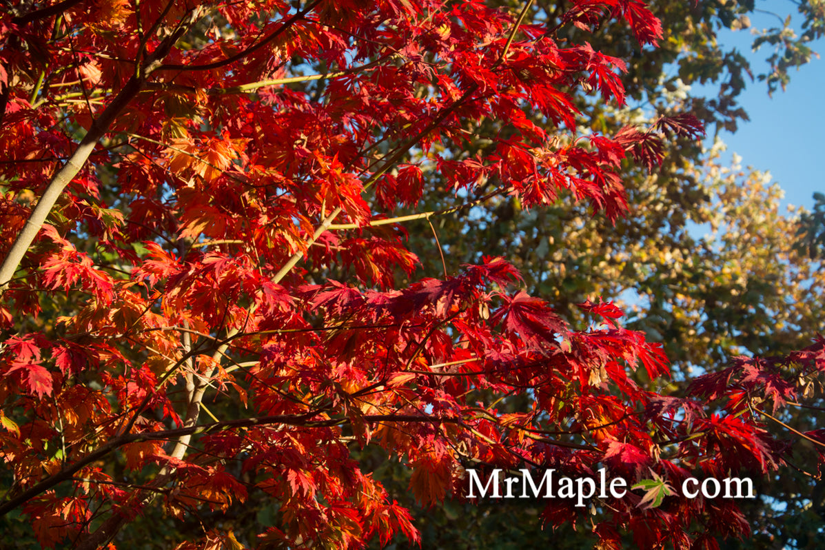 Buy Acer japonicum 'Mai kujaku' Dancing Peacock Japanese Maple — Mr ...