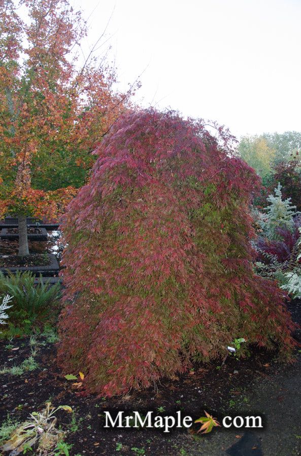 Buy Acer palmatum dissectum 'Orangeola' Japanese Maple — Mr Maple │ Buy ...