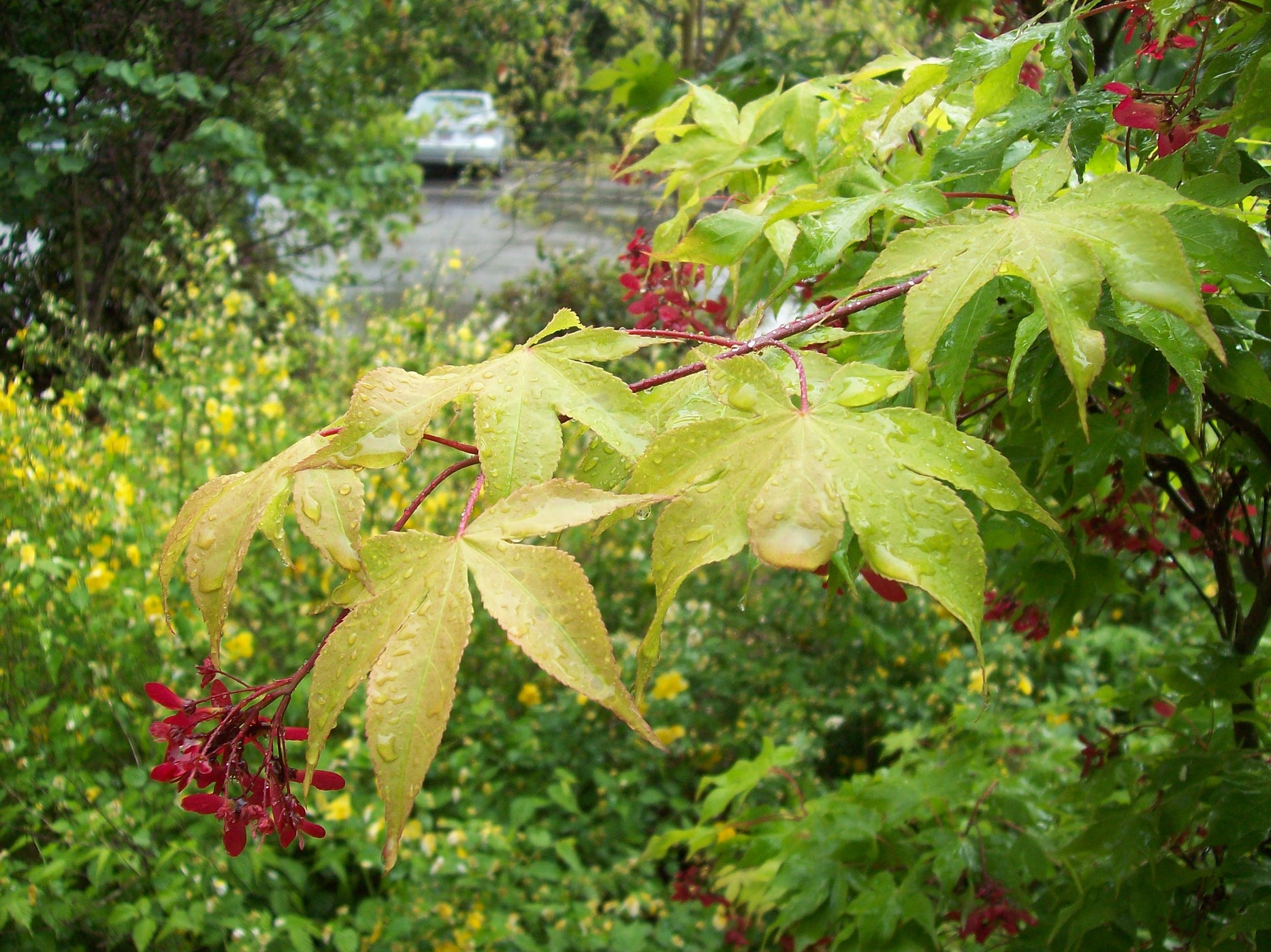Buy Acer palmatum 'Osakazuki' Japanese Maple — Mr Maple │ Buy Japanese ...