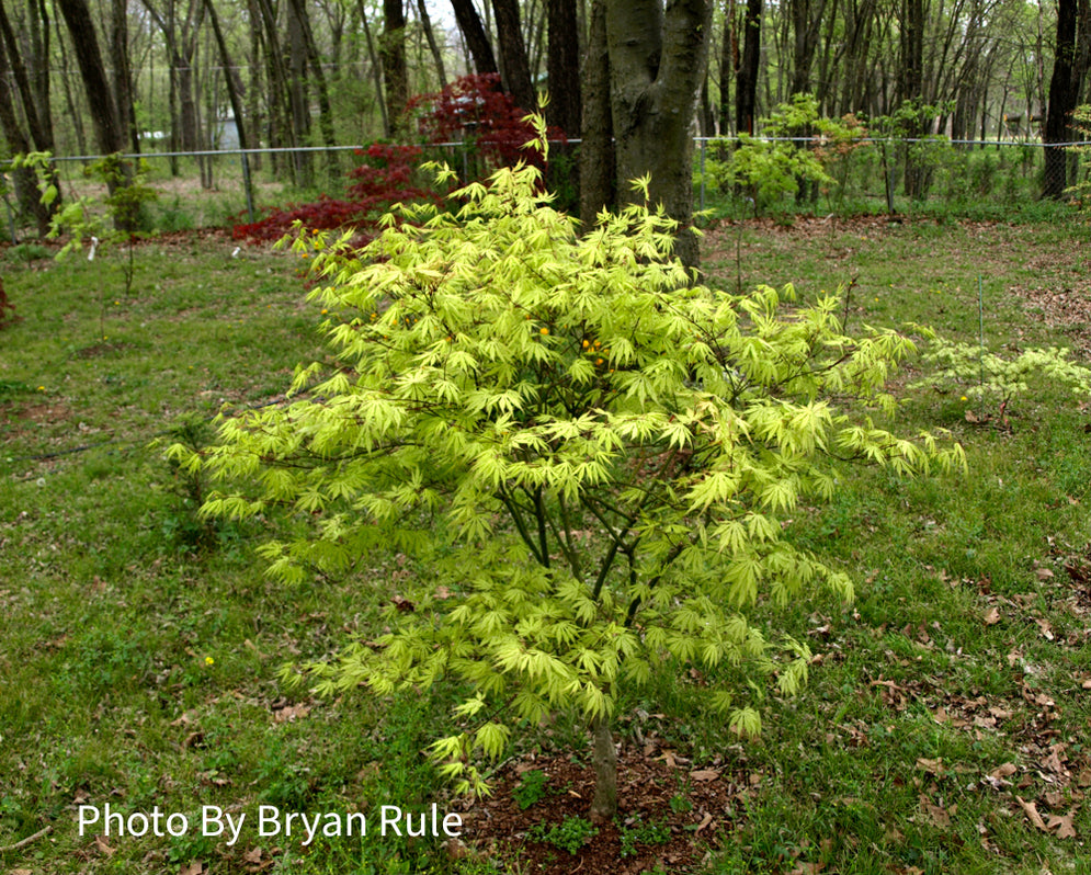 Buy Acer palmatum 'Grandma Ghost' Japanese Maple — Mr Maple │ Buy ...
