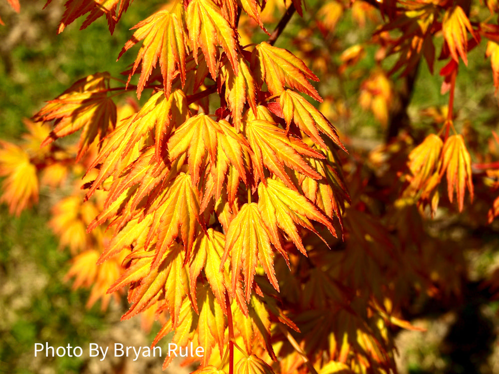 Buy Acer palmatum 'Orange Dream' Japanese Maple — Mr Maple │ Buy ...