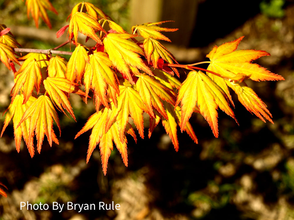 Buy Acer palmatum 'Orange Dream' Japanese Maple — Mr Maple │ Buy ...