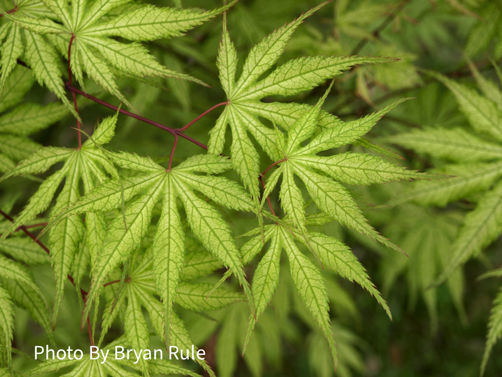 Buy Acer palmatum 'Grandma Ghost' Japanese Maple — Mr Maple │ Buy ...