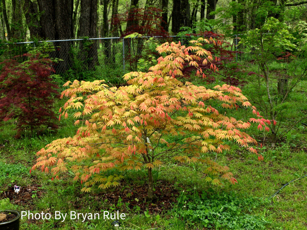 Buy Acer shirasawanum Moonrise™ Full Moon Japanese Maple — Mr Maple ...