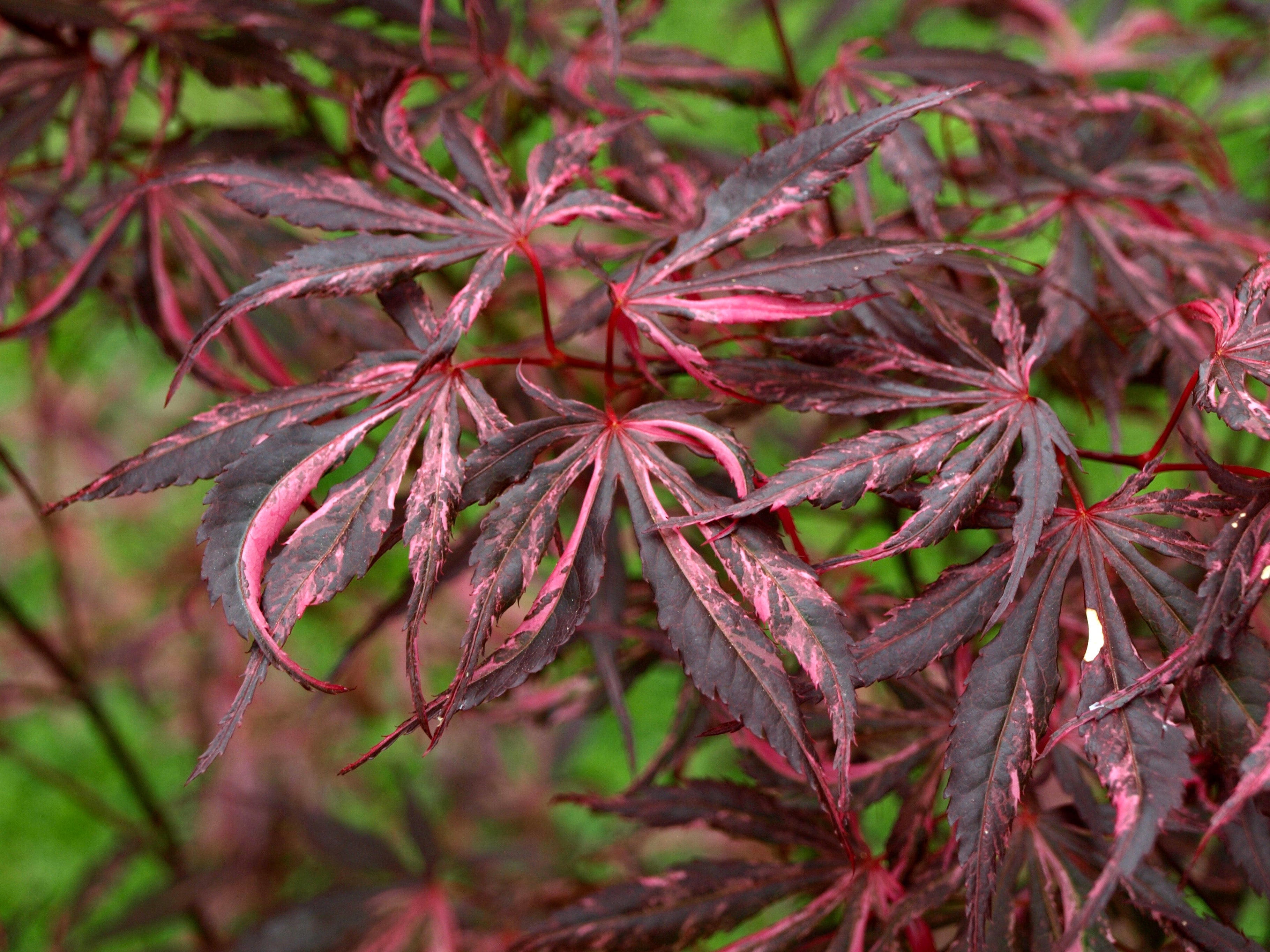 Buy Acer palmatum 'Lileeanne's Jewel' Japanese Maple — Mr Maple │ Buy ...