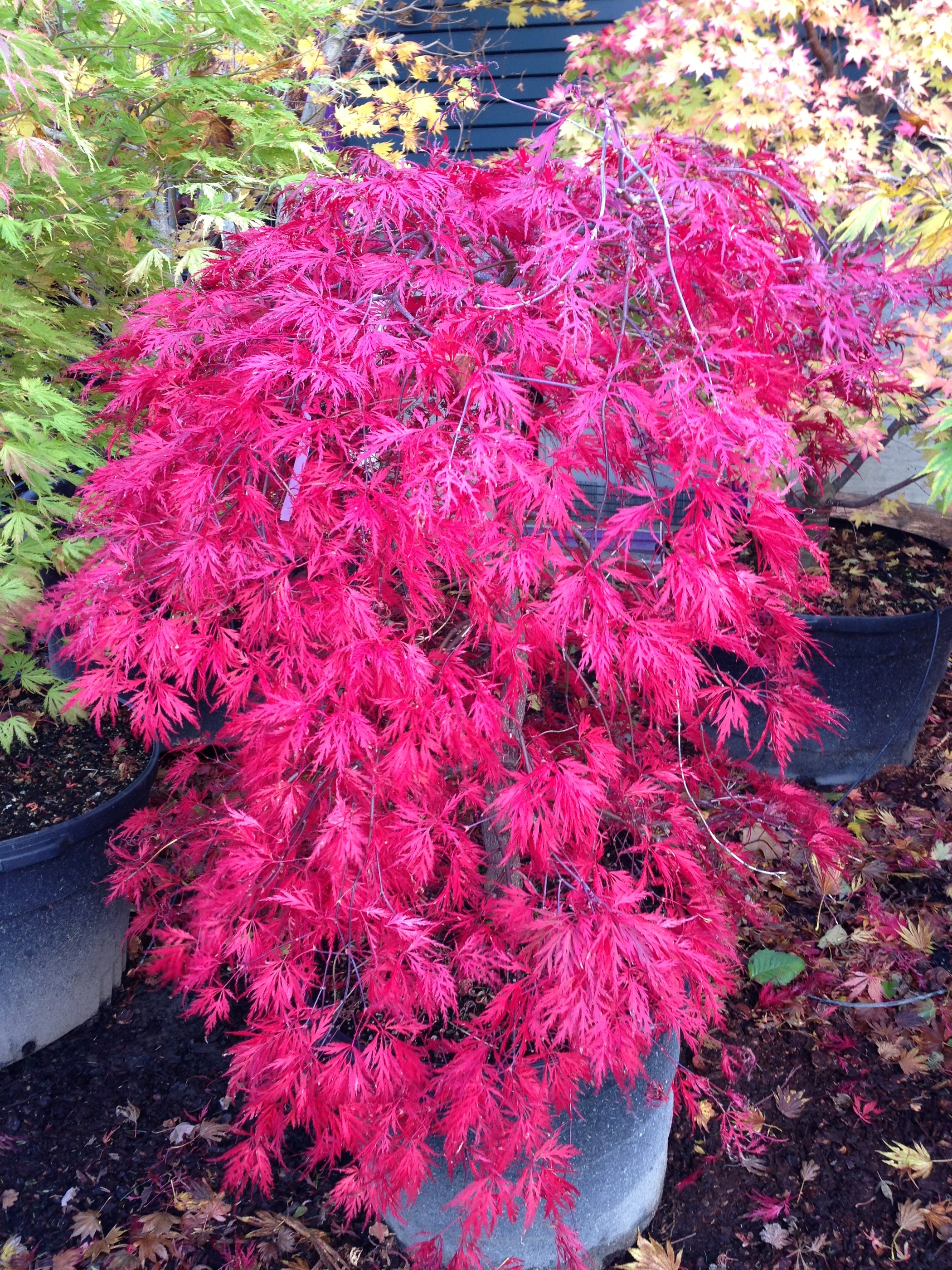 Buy Acer palmatum dissectum 'Orangeola' Japanese Maple — Mr Maple │ Buy ...