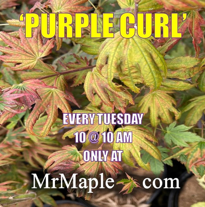 Buy Acer palmatum x 'Purple Curl' Japanese Maple — Mr Maple │ Buy ...