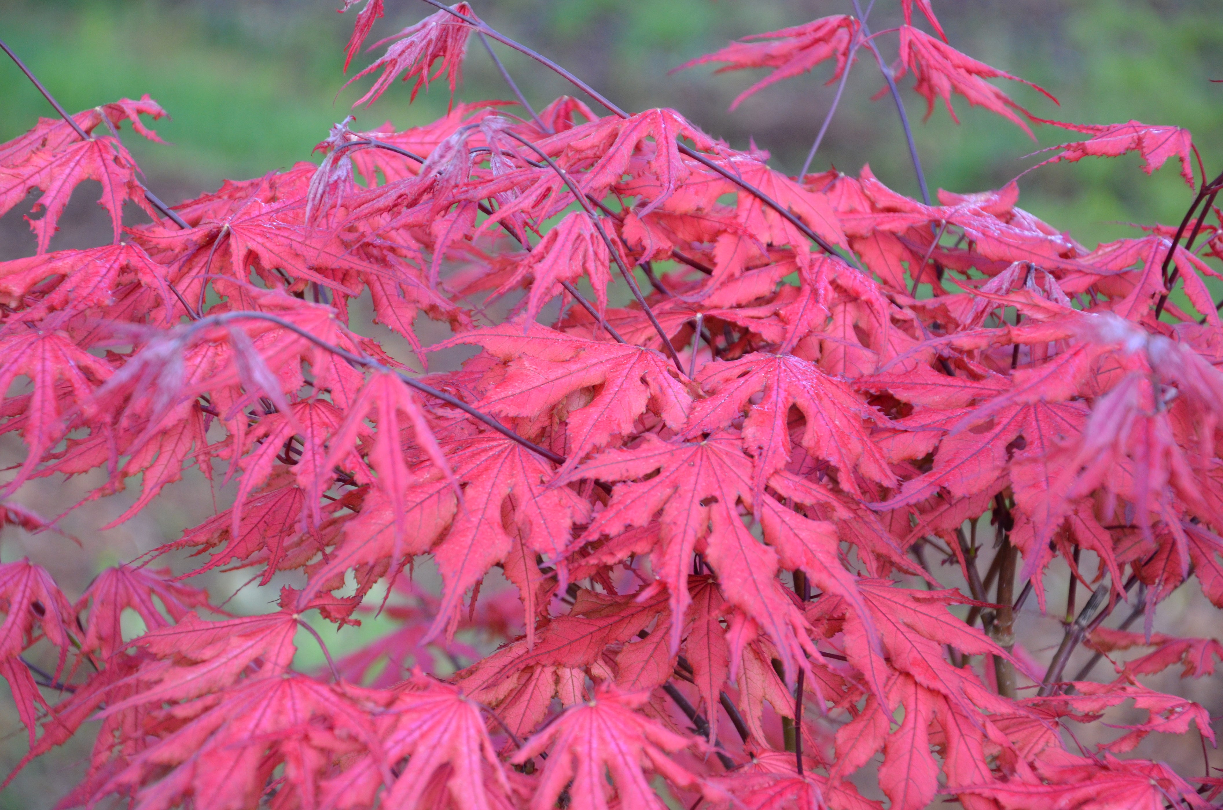 Buy Acer palmatum 'Purple Ghost' Japanese Maple — Mr Maple │ Buy ...