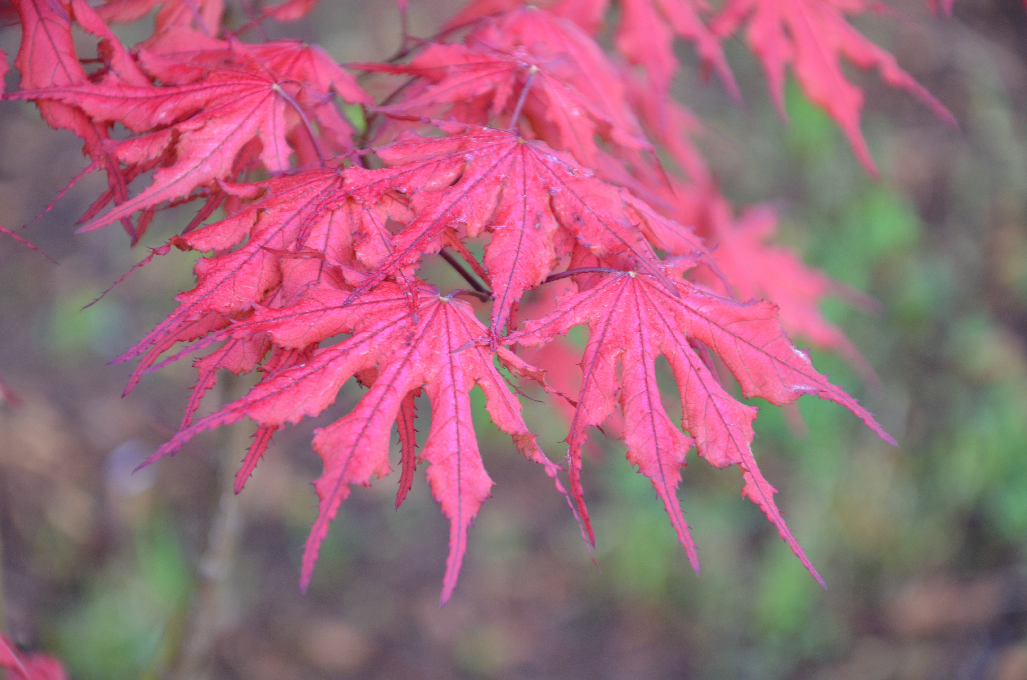 Buy Acer palmatum 'Purple Ghost' Japanese Maple — Mr Maple │ Buy ...