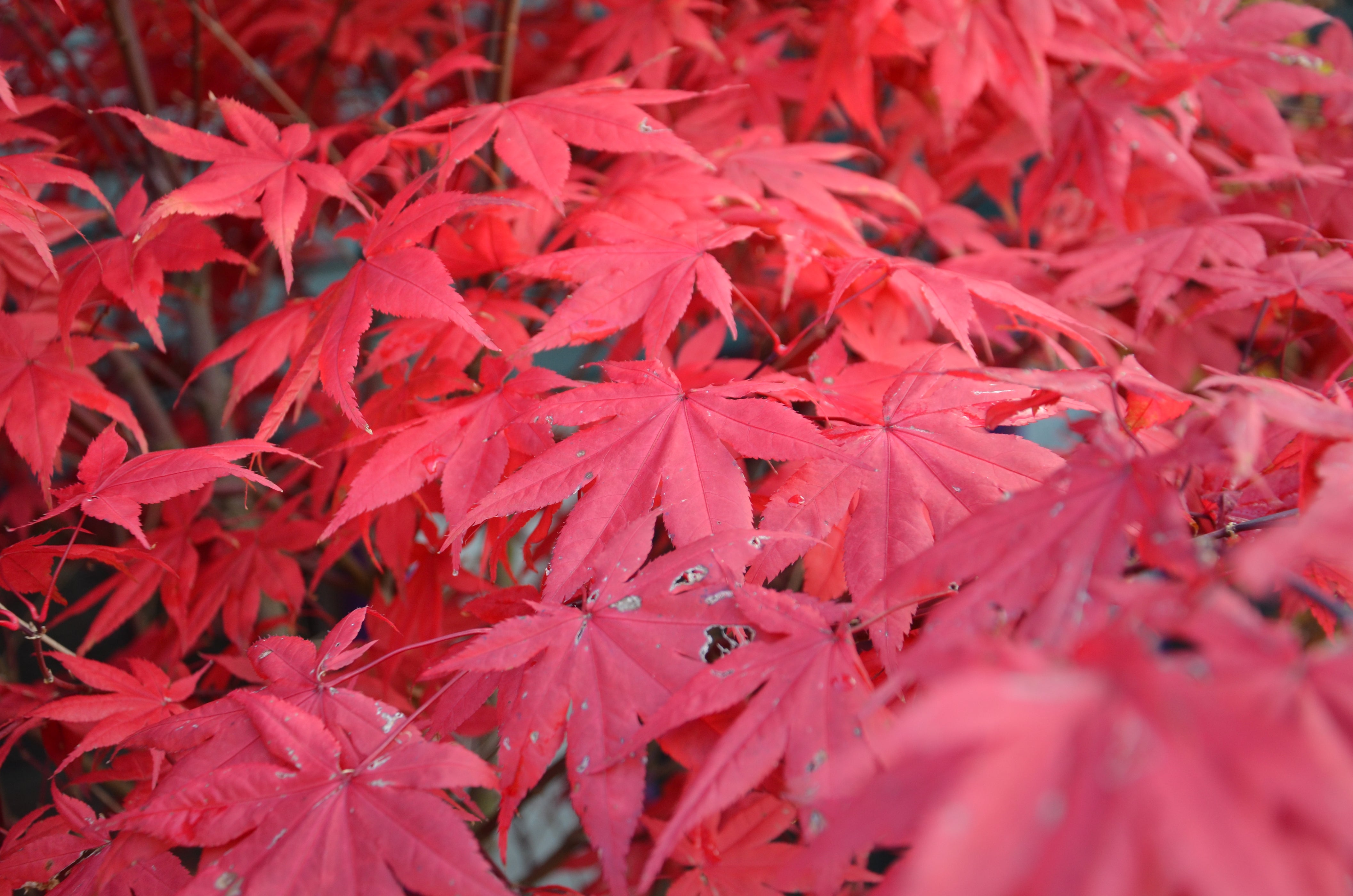 Buy Acer palmatum 'Amber Ghost' Japanese Maple — Mr Maple │ Buy ...