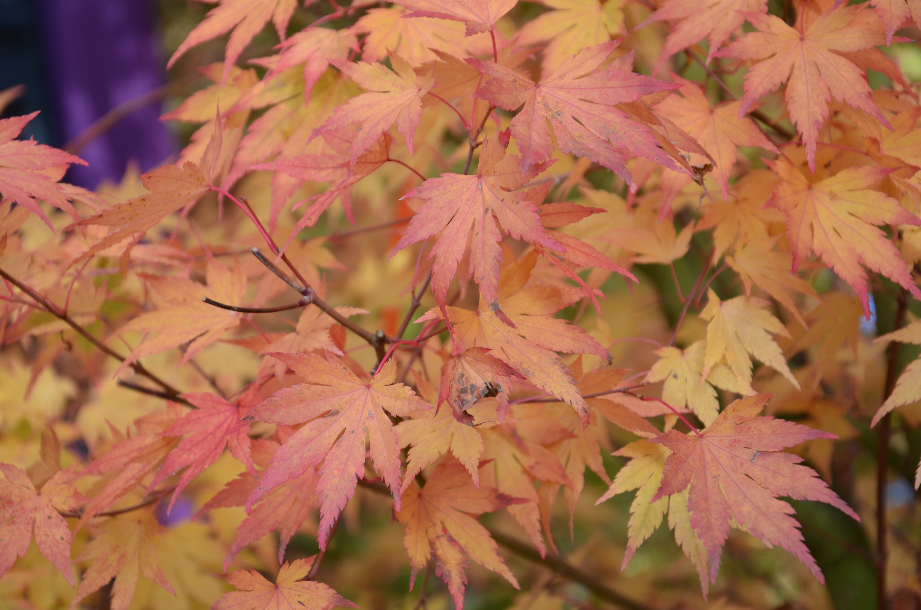 Buy Acer palmatum 'Orange Dream' Japanese Maple — Mr Maple │ Buy ...