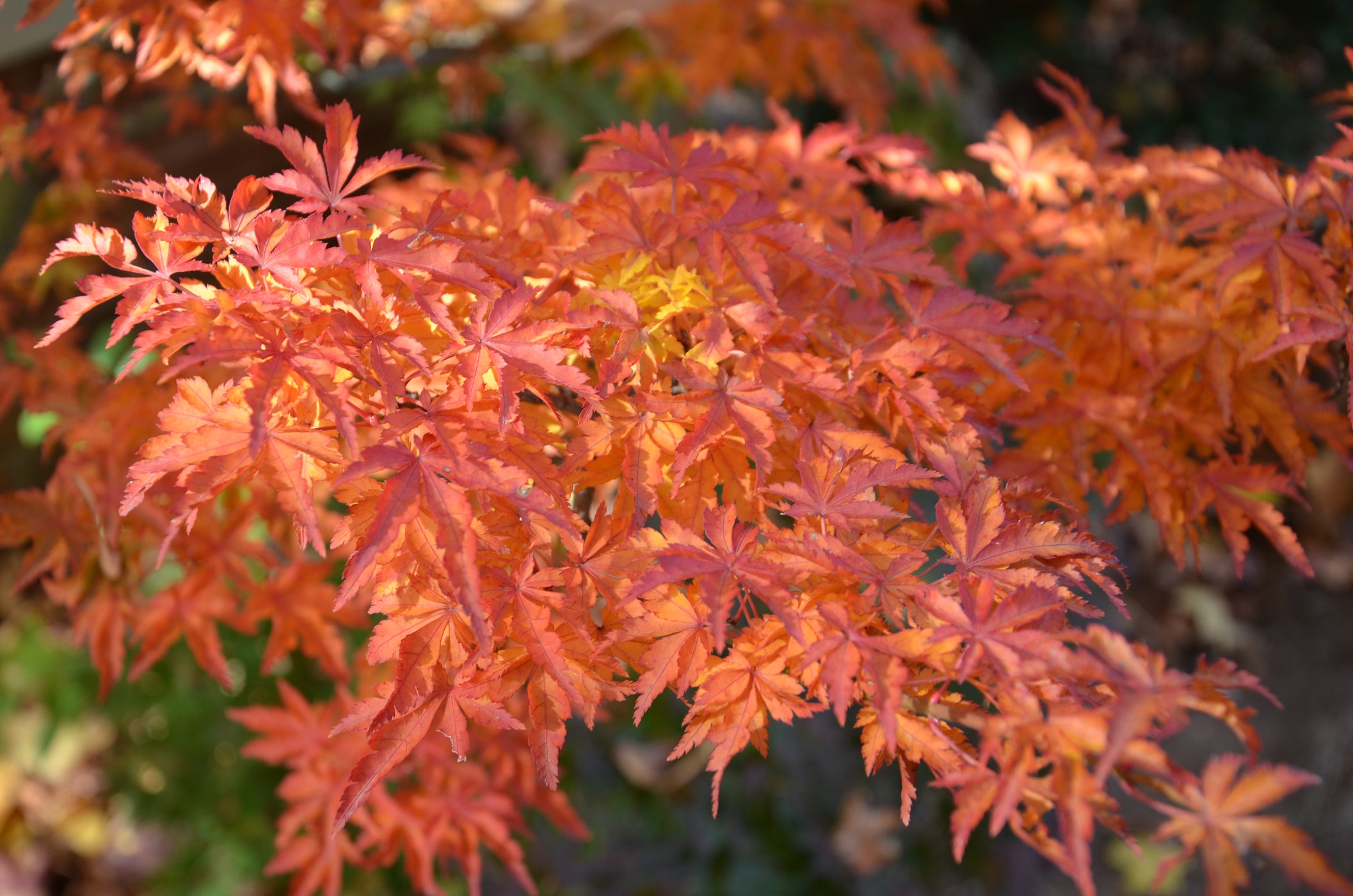 Acer Palmatum Shishigashira