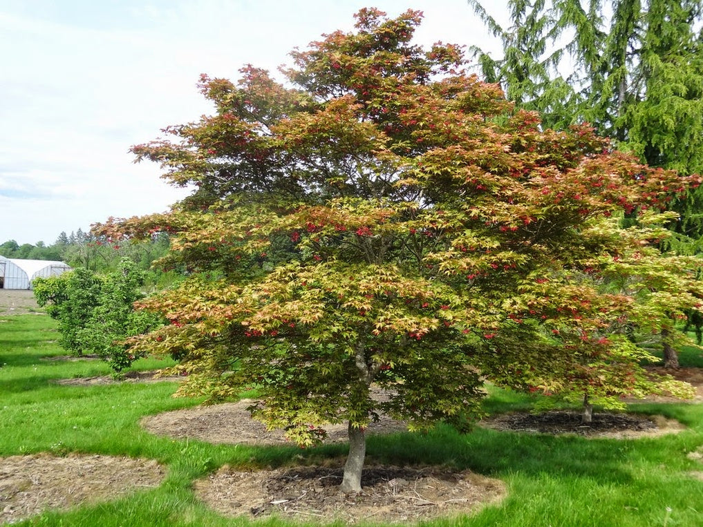 Buy Acer palmatum 'Amber Ghost' Japanese Maple — Mr Maple │ Buy ...
