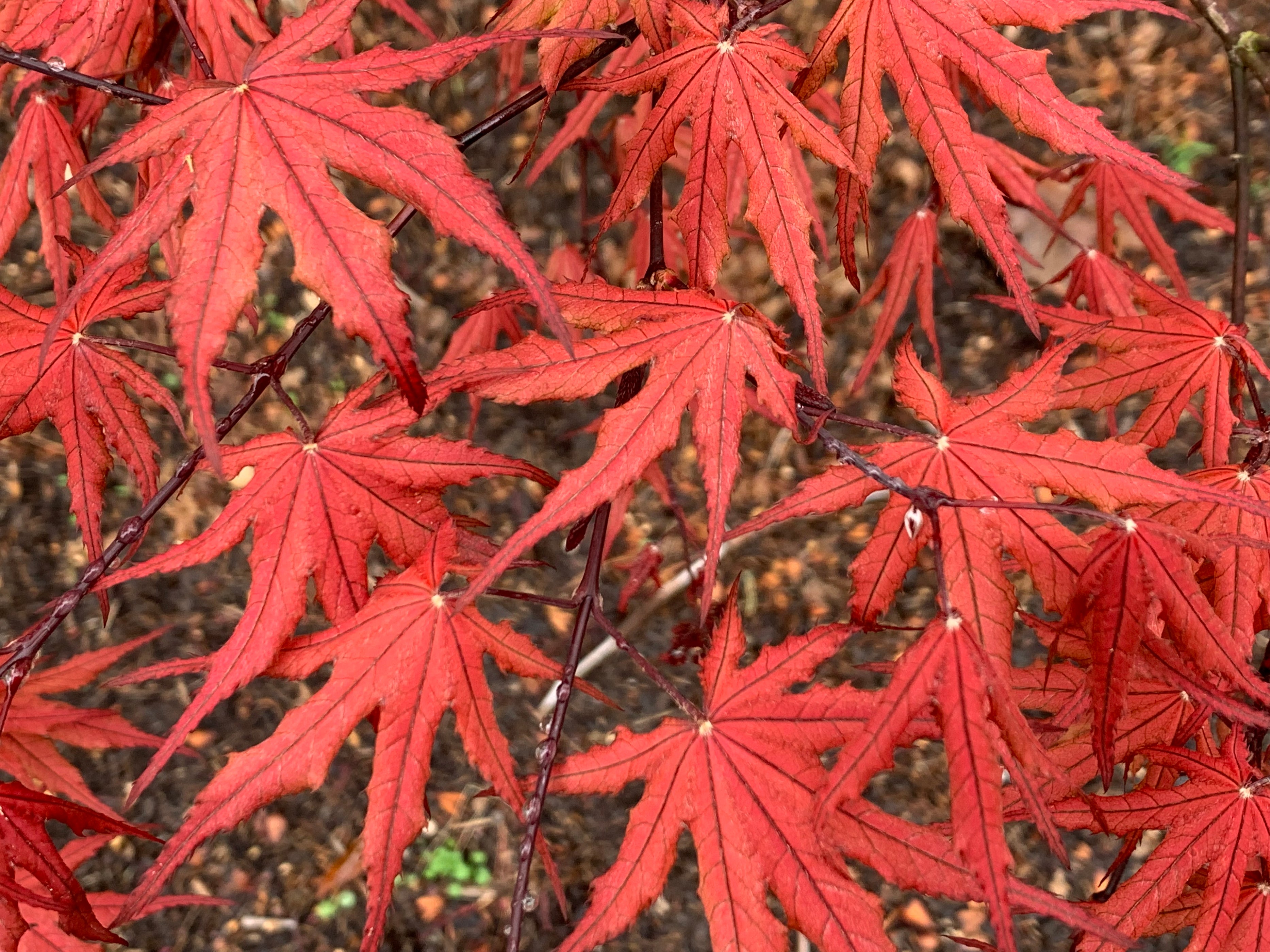 Buy Acer palmatum 'Purple Ghost' Japanese Maple — Mr Maple │ Buy ...