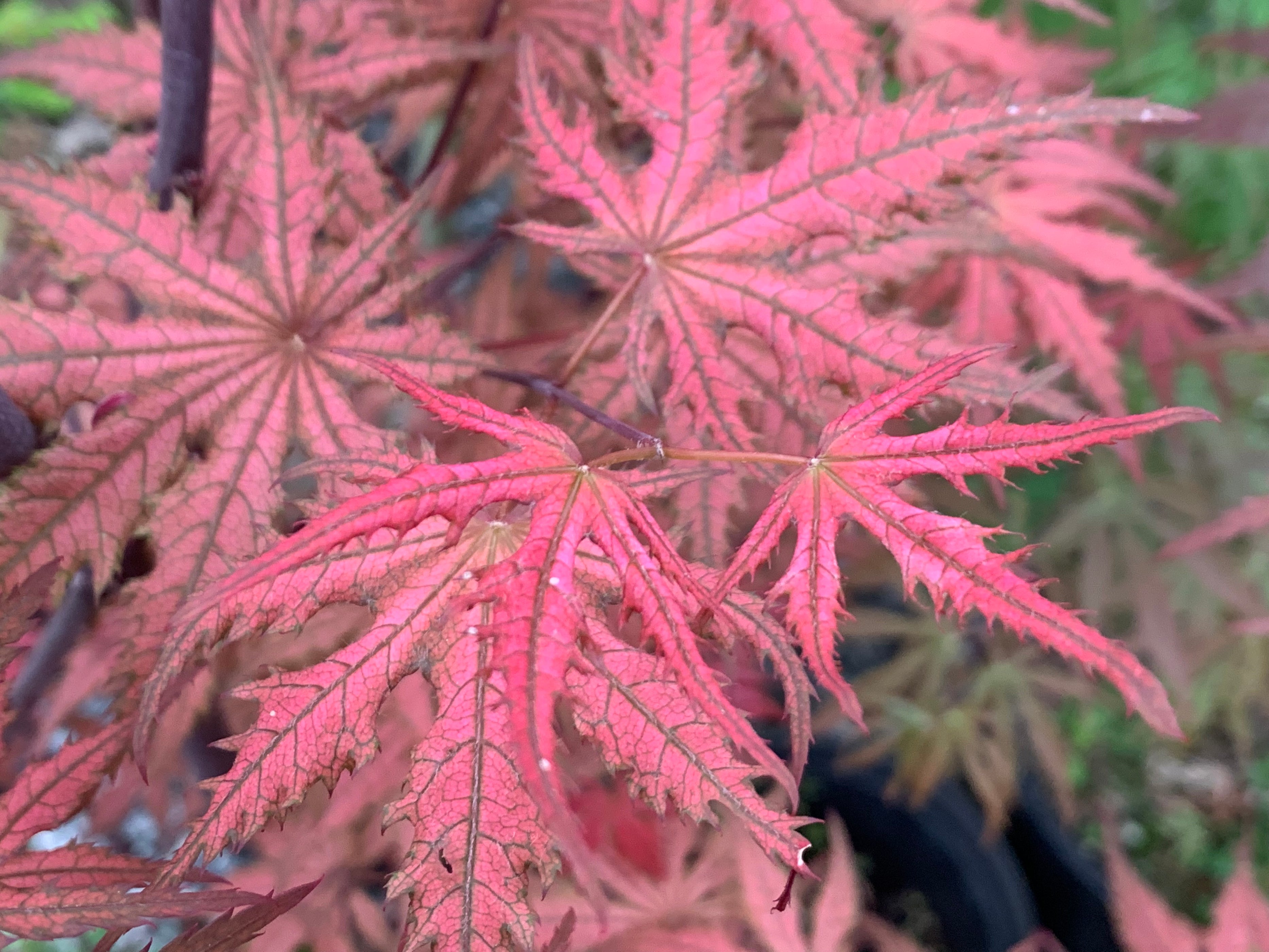 Buy Acer palmatum 'Celebration' Japanese Maple — Mr Maple │ Buy ...