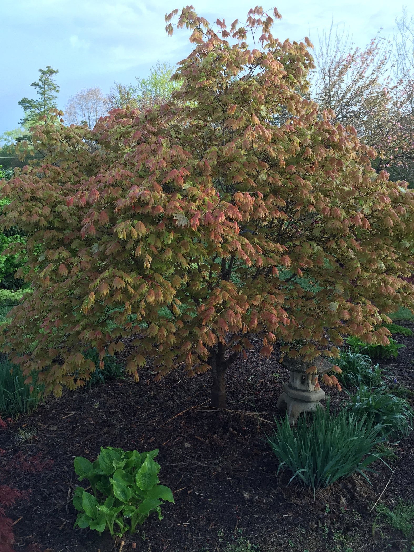 Buy Acer shirasawanum Moonrise™ Full Moon Japanese Maple — Mr Maple ...