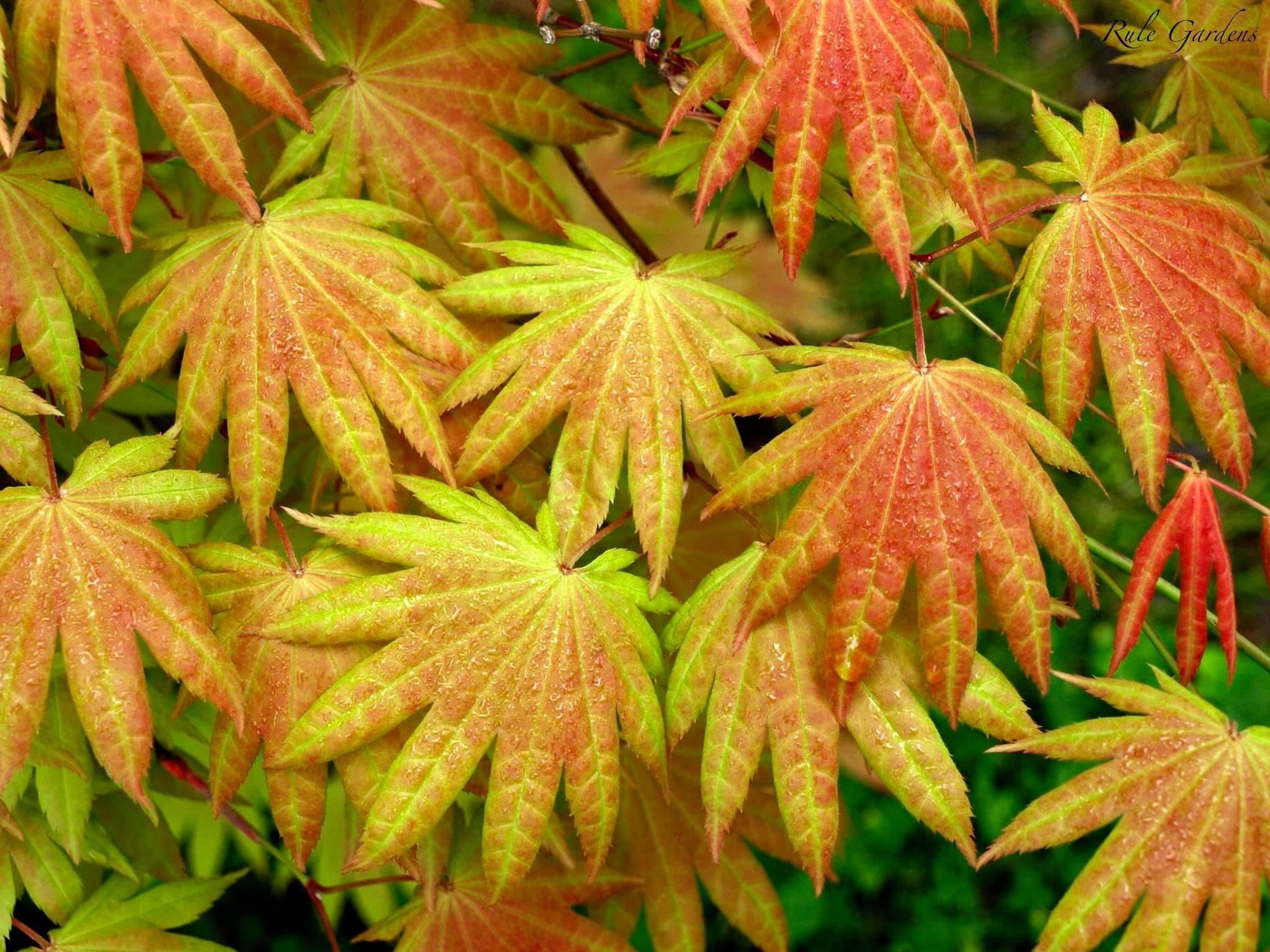 Buy Acer shirasawanum Moonrise™ Full Moon Japanese Maple — Mr Maple ...