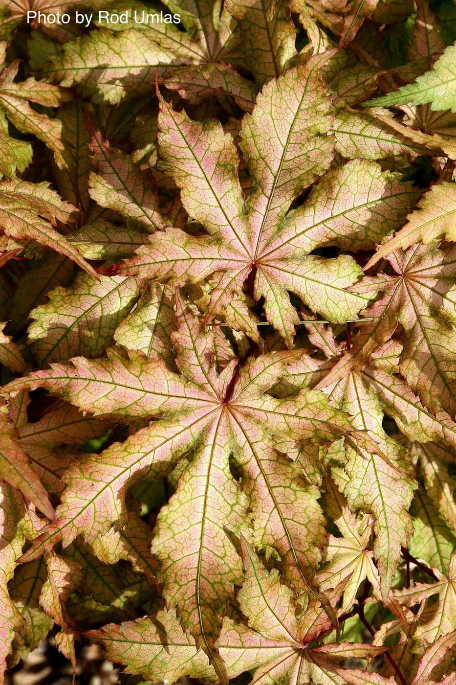 Buy Acer palmatum 'Amber Ghost' Japanese Maple — Mr Maple │ Buy ...