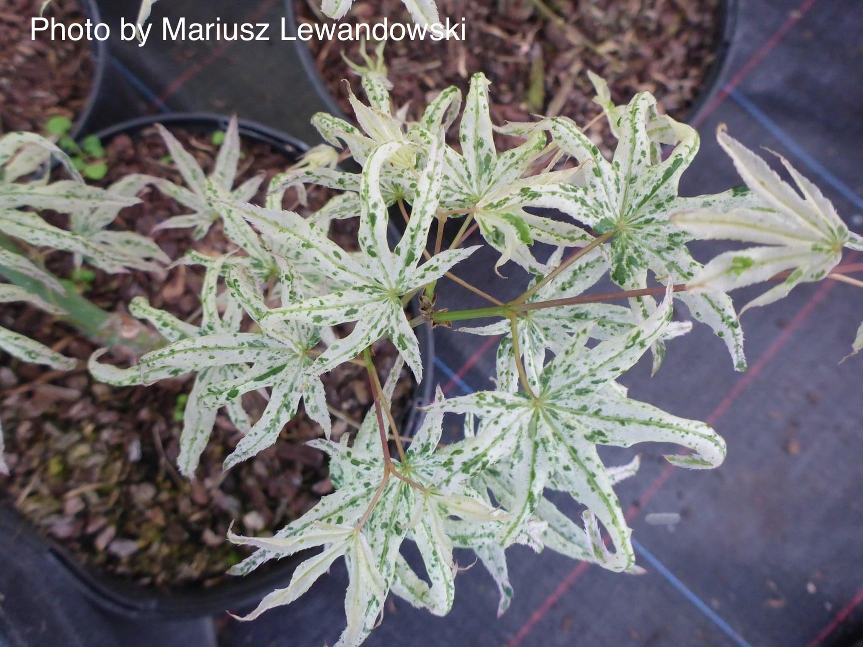 Buy Acer palmatum 'Ukigumo' Floating Clouds Japanese Maple — Mr Maple ...