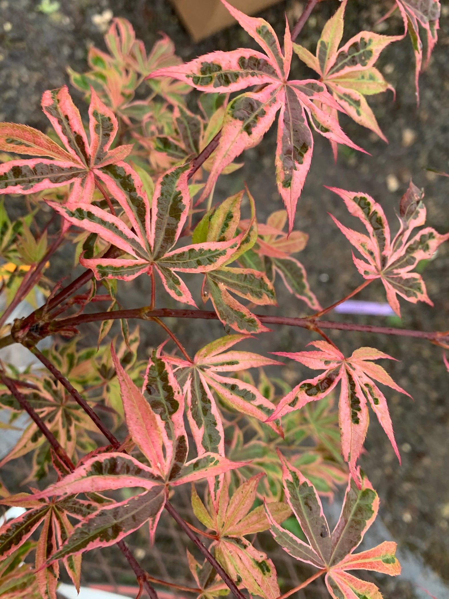 Buy Acer palmatum 'Geisha Gone Wild' Japanese Maple — Mr Maple │ Buy ...