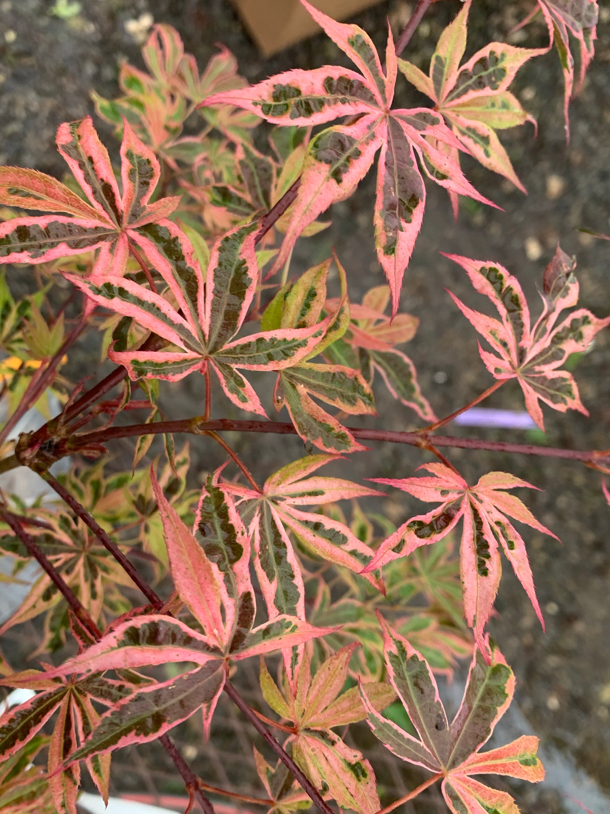 Buy Acer palmatum 'Geisha Gone Wild' Japanese Maple — Mr Maple │ Buy ...