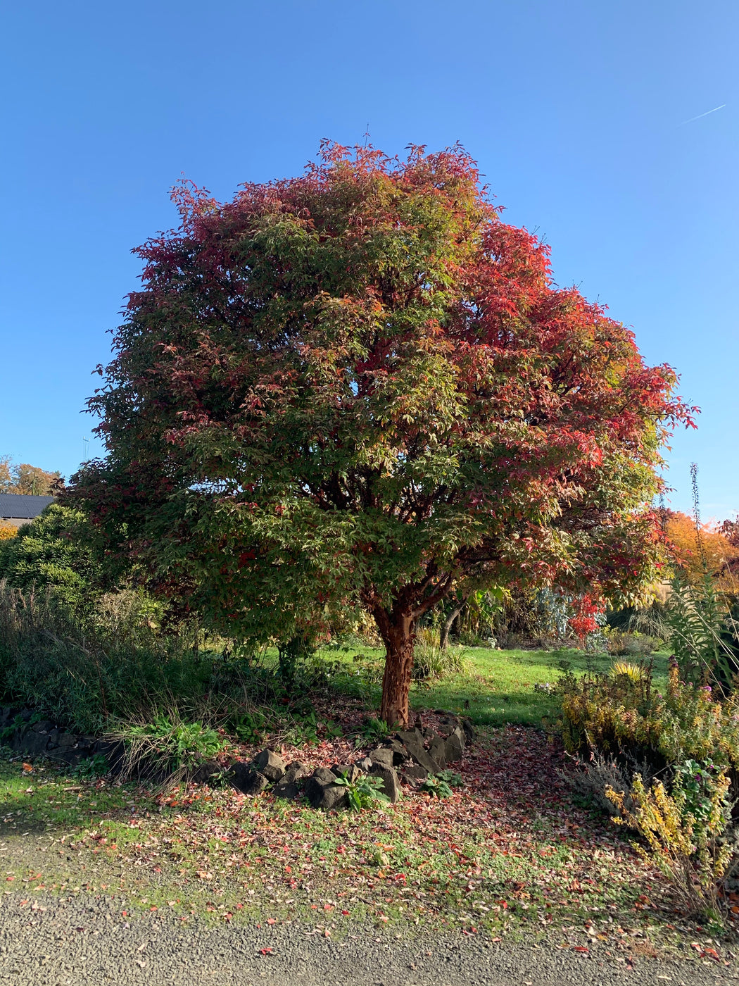 Buy Acer griseum - Paperbark Maple — Mr Maple │ Buy Japanese Maple Trees