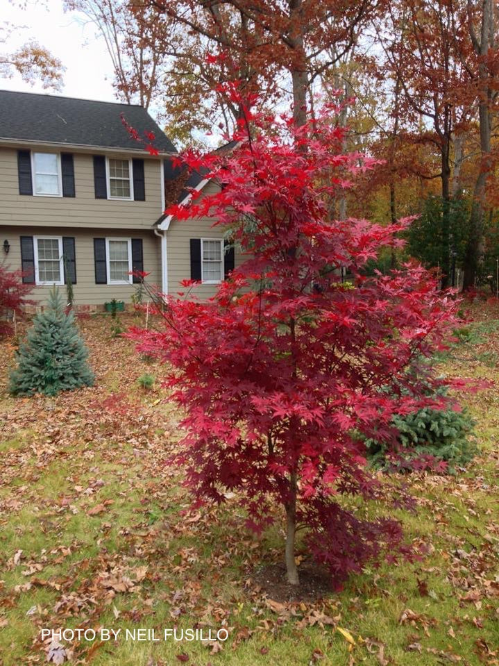 Buy Acer palmatum 'Emperor 1' Red Japanese Maple — Mr Maple │ Buy ...